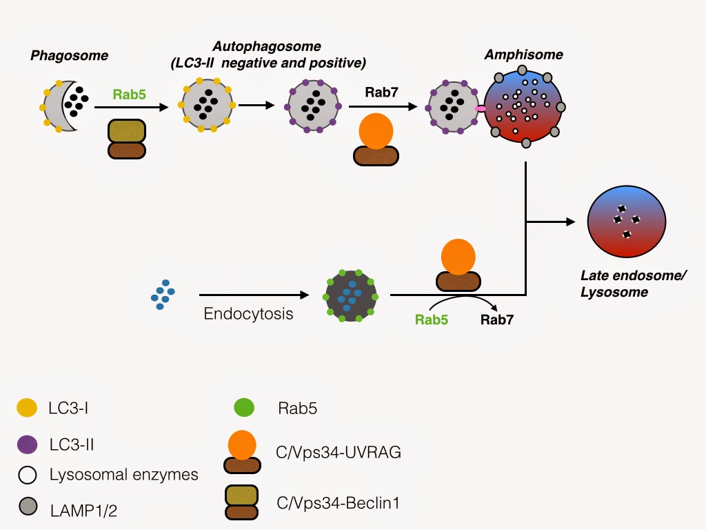 Virology tidbits: Autophagy, Endosomes, and Viral Entry: UVRAG as an ...