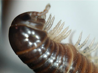 O MUNDO DOS INSETOS: gongolo