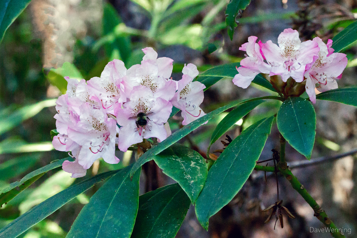 Deception Pass Rhododendrons 2016