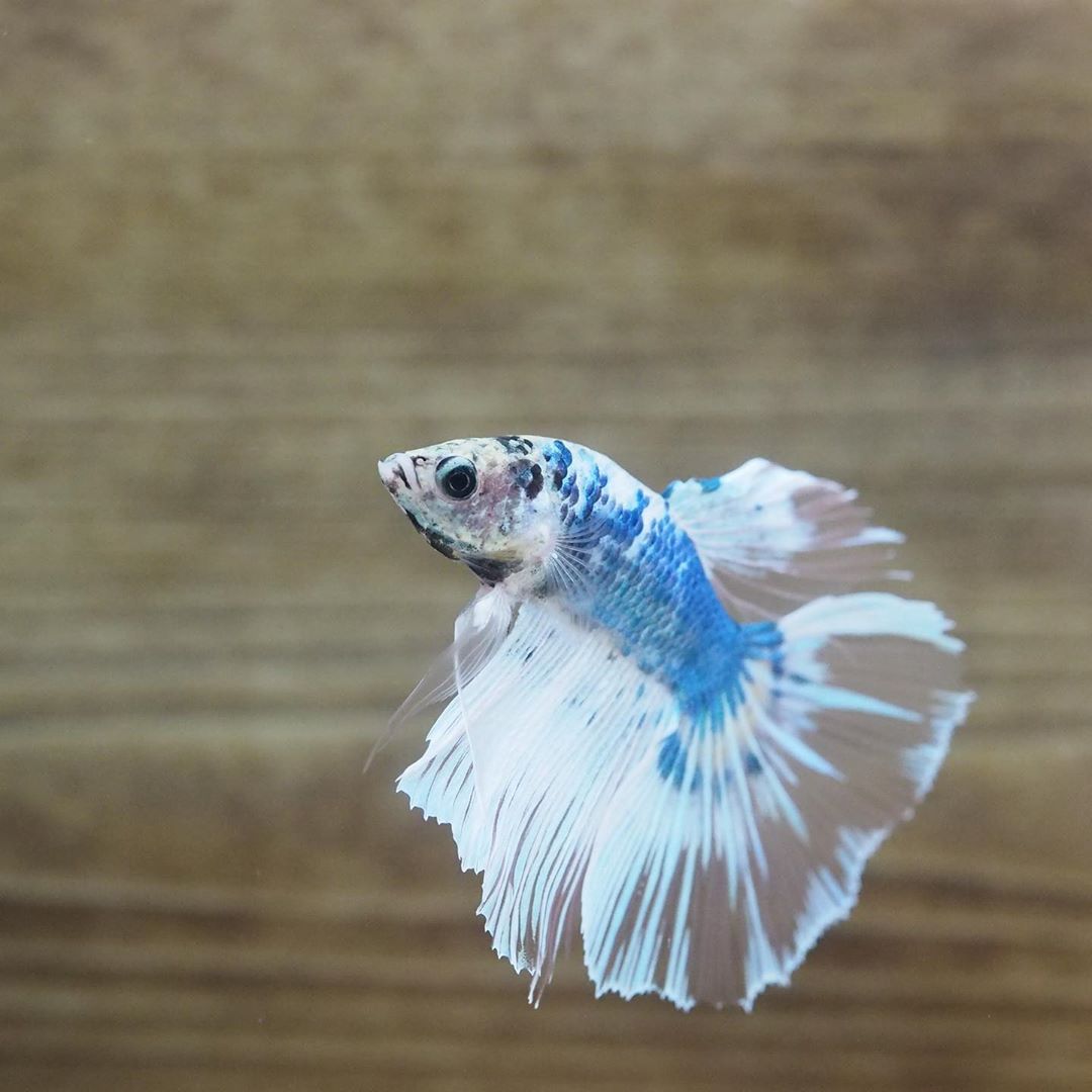 Live Male Halfmoon Tail Marble Betta Fish With Super Clean Fins
