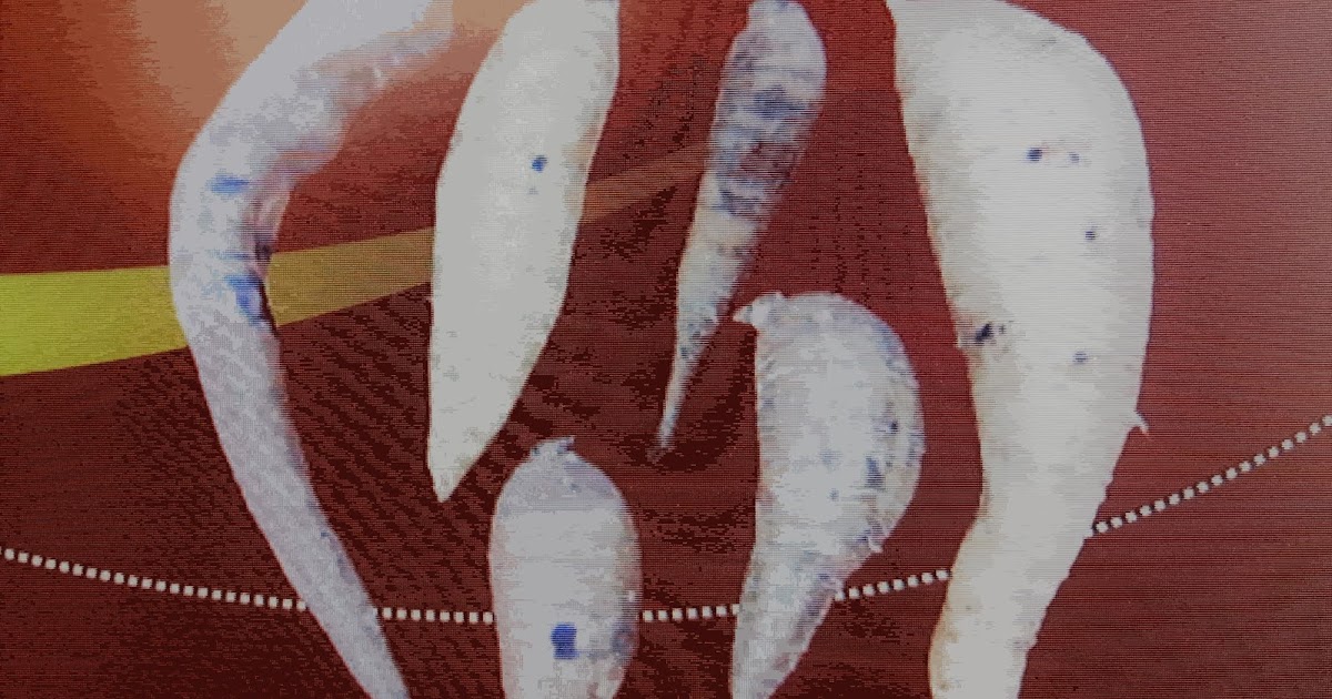 PUNO, CULTURA Y DESARROLLO: LA ASHIPA O AHÍPA