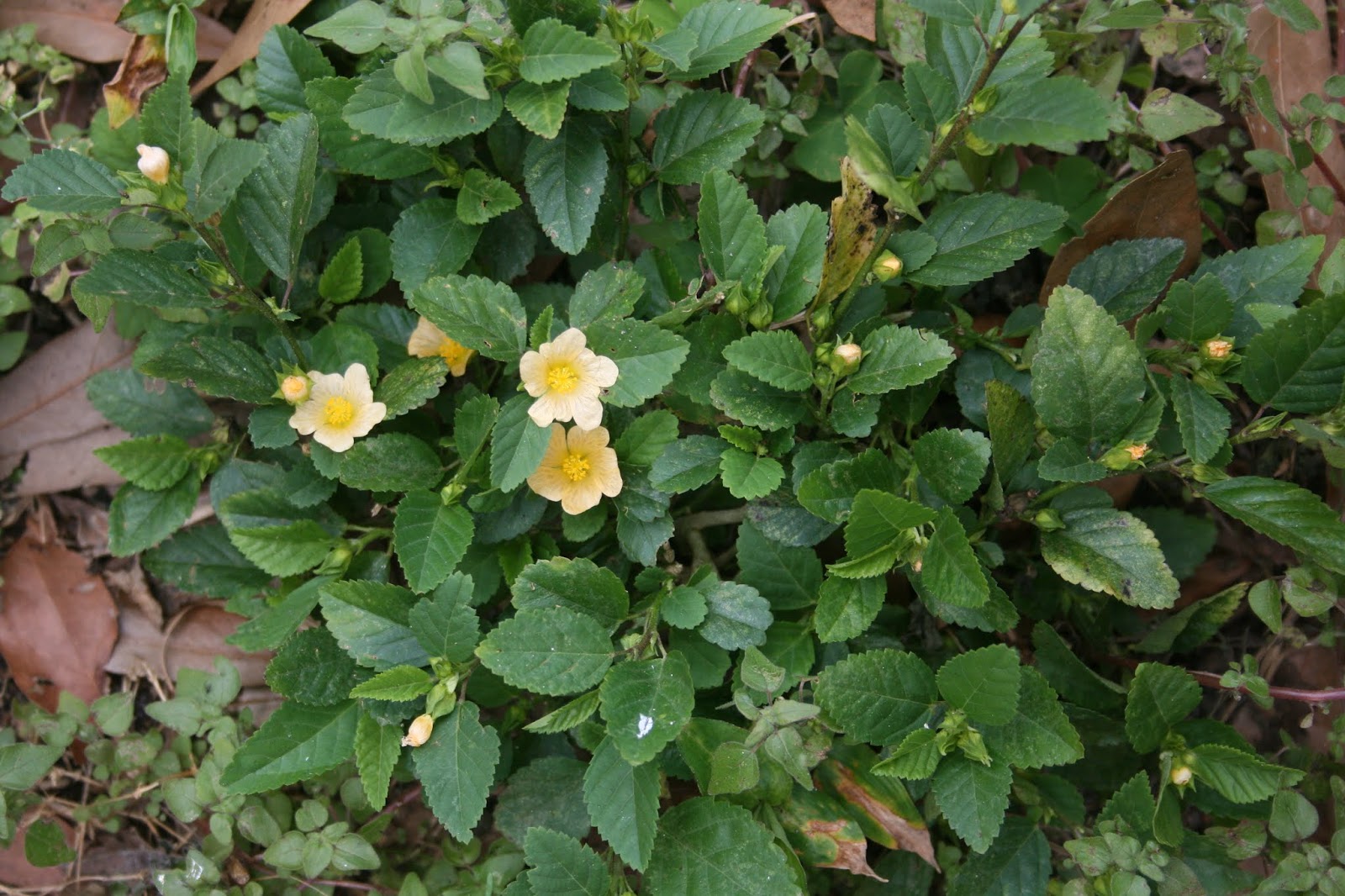 Native Florida Wildflowers: Common Fanpetals - Sida ulmifolia