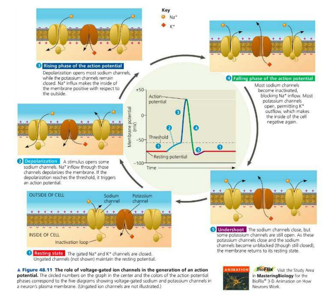 REGENESIS OF ERIE: Muscle Contractions