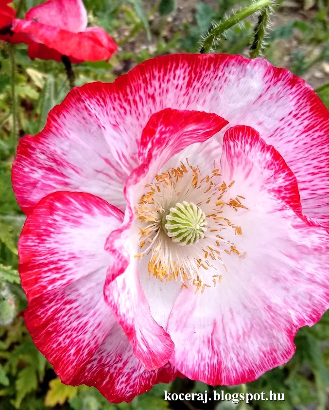 Kóceráj: Ez is pipacs!