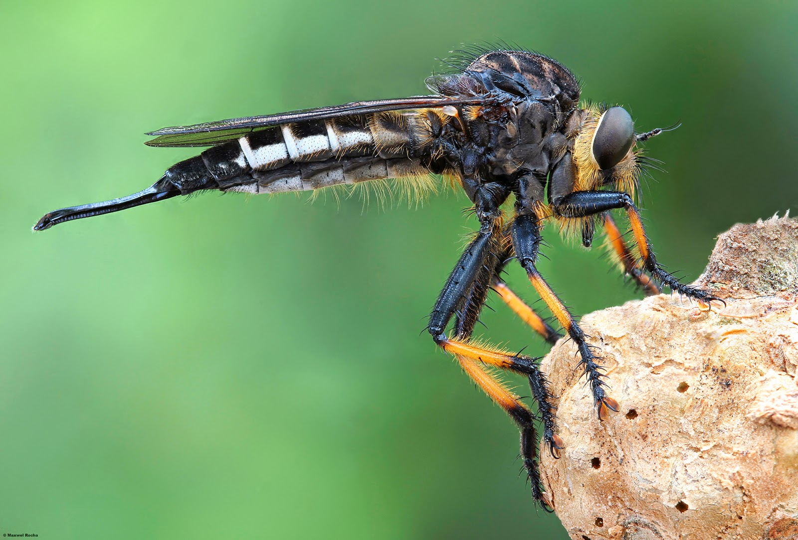 Macrofotografia por Maxwel Rocha: Moscas (Dípteras)
