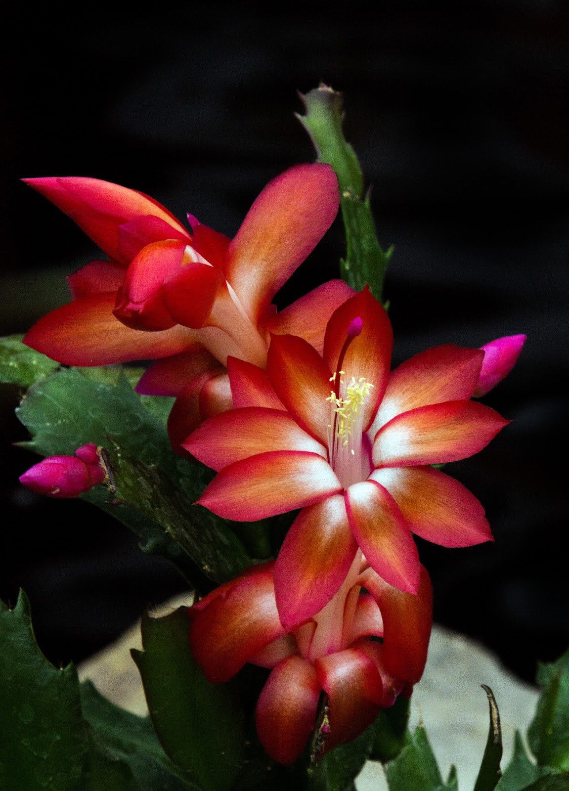 Gardening in the Heart of Virginia: Legends of the Poinsettia ...