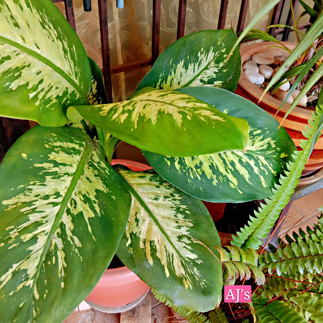 Pokok pasu yang sesuai di ruang teduh