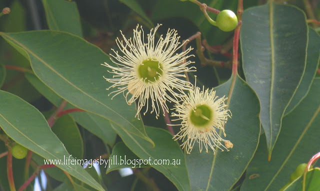 Life Images by Jill: The Marri trees are flowering