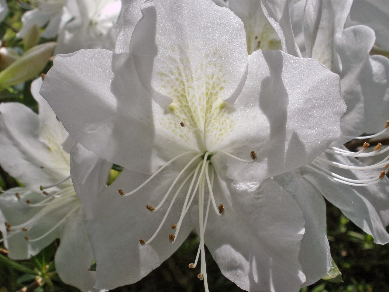 MARIETTE'S BACK TO BASICS: {Our Mrs. G. G. GERBING Azaleas}