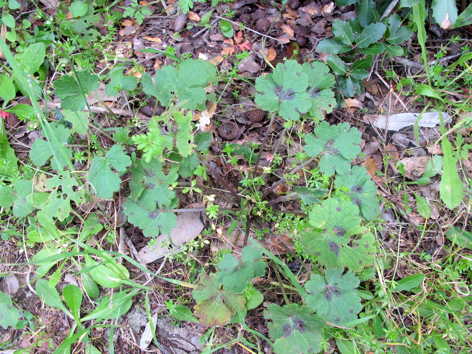 FLORA NEL SALENTO e.. anche altrove: Ranunculus velutinus Ten ...
