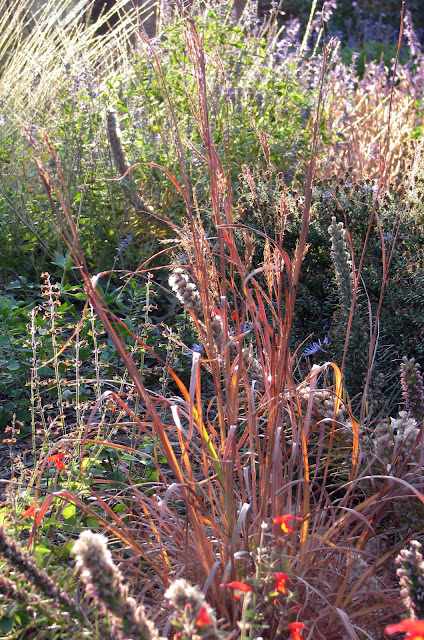 Plano Prairie Garden: Fall Colors - Grasses