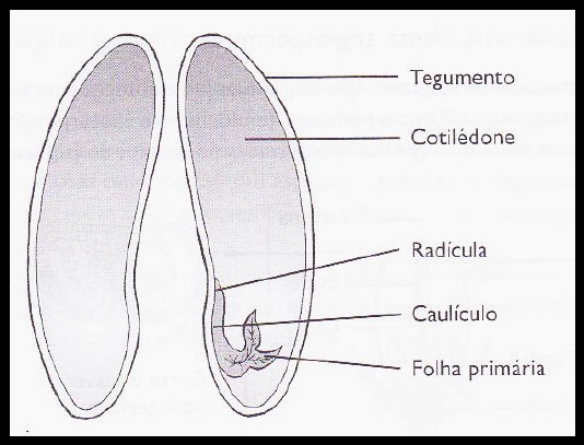 Divisão das plantas espermatófitas