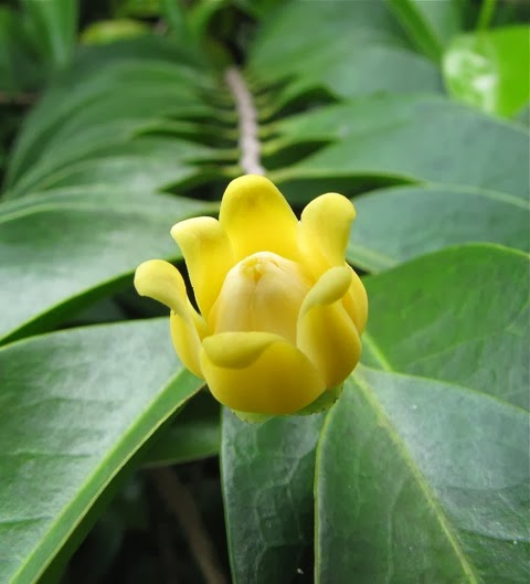 Flora de Puerto Rico Ilustrada Papo Vives: CANELLACEAE PLEODENDRON ...
