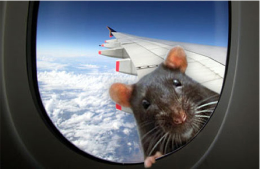 BAD HARDWARE WEEK : Beware of flying rats
