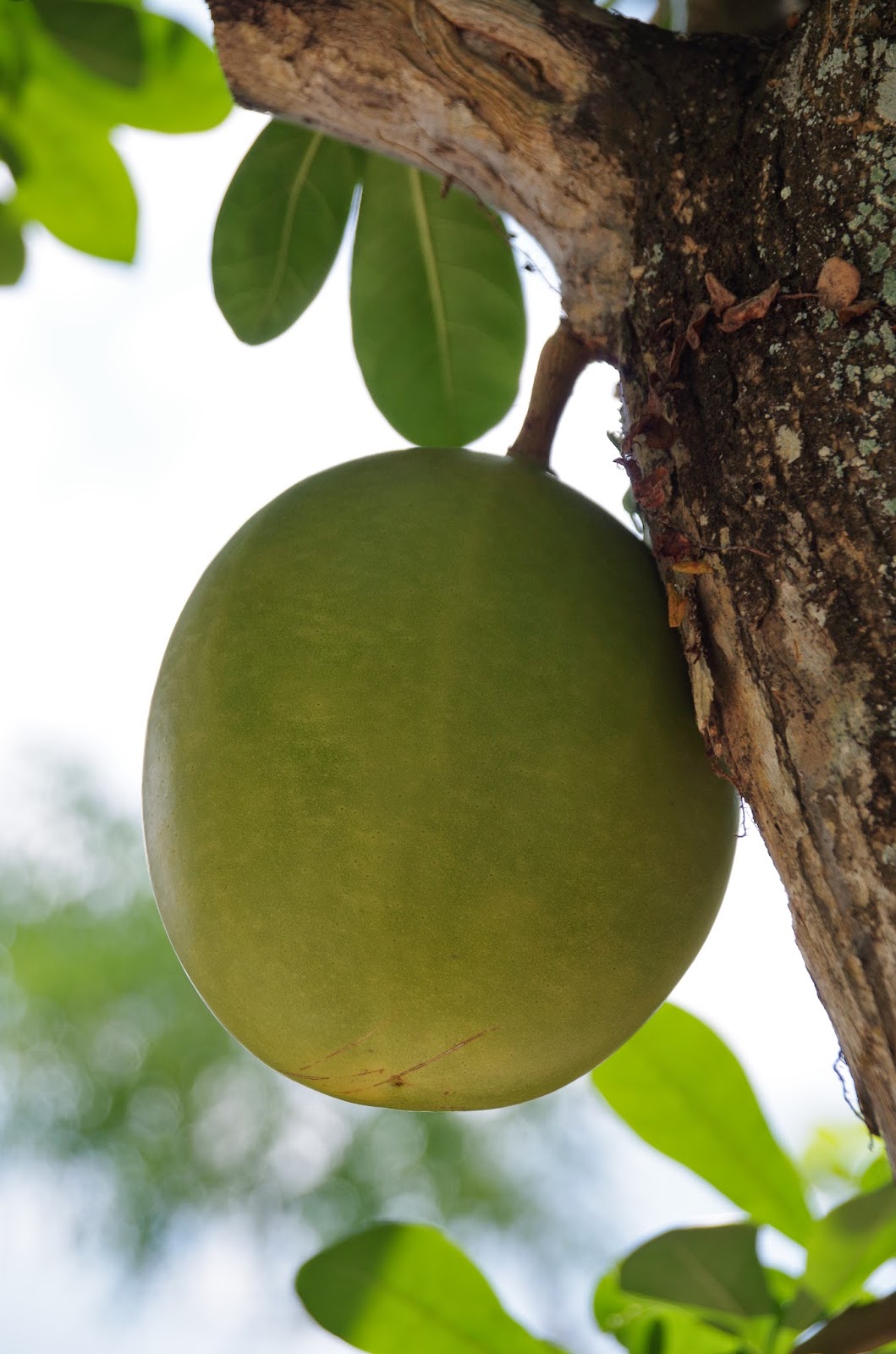 Trees and Plants: Calabash Tree