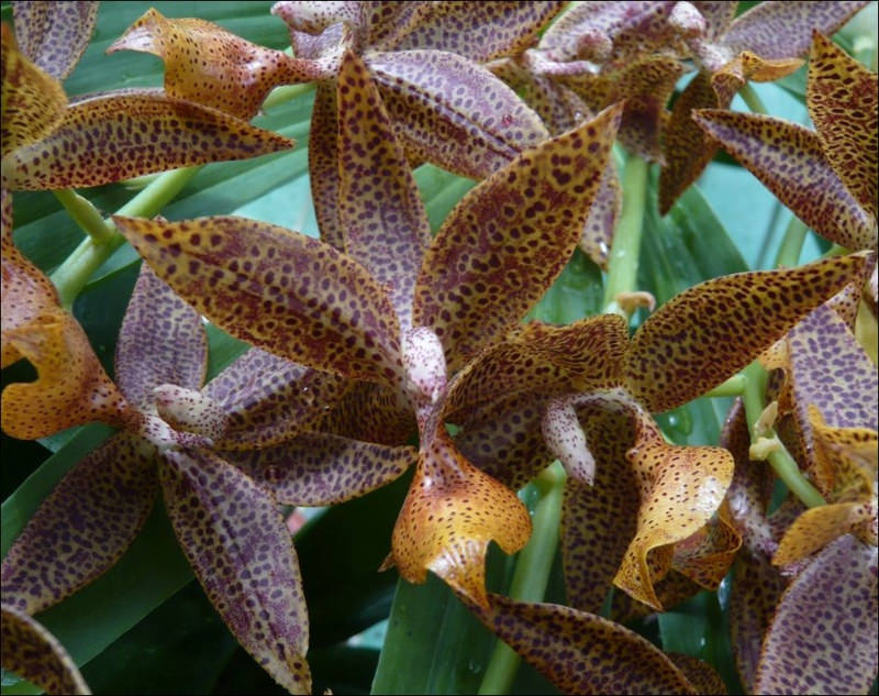 Cycnodes Miva Piel de Sapo orchid care and culture | Travaldo's blog