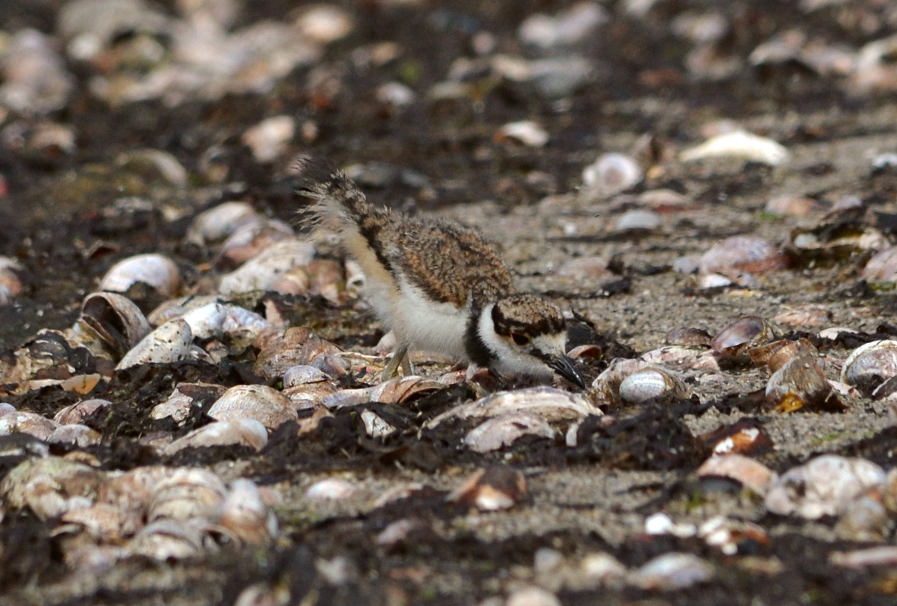Woods Walks and Wildlife: Baby Killdeer, Baby Deer, and a Brown ...
