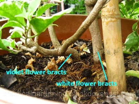 Practical Gardening: Identifying and Pre-Labeling Marcots