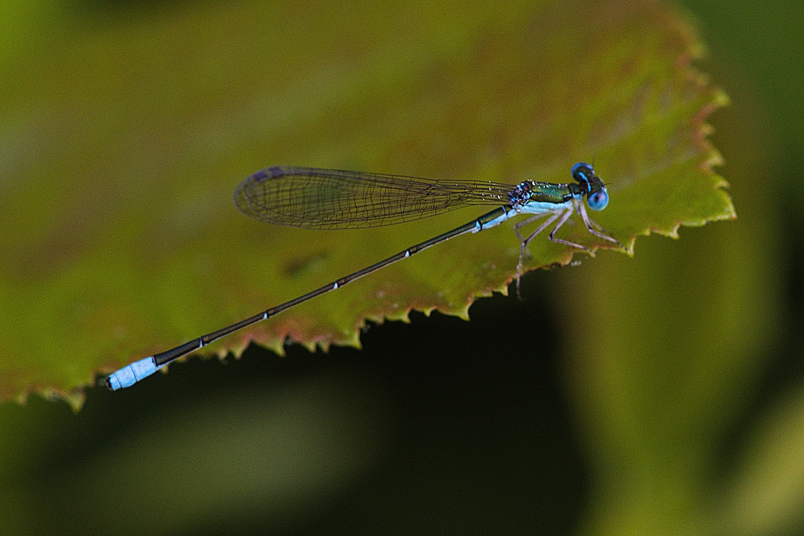 Den'sphotogallery: Dragonfly Portfolio