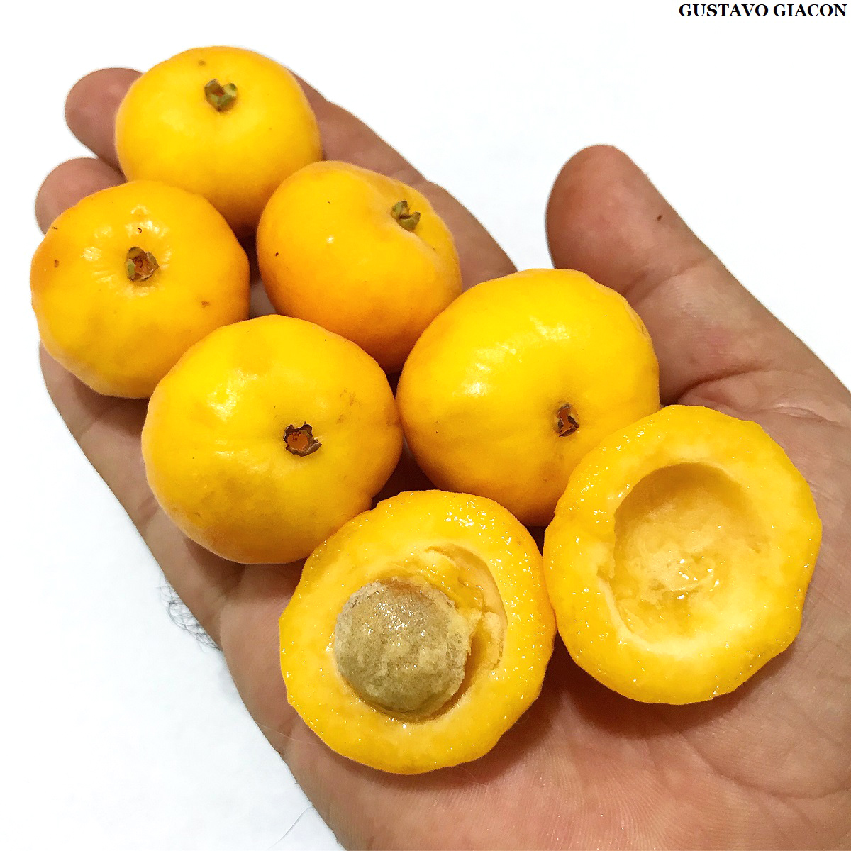 Viveiro Ciprest - Plantas Nativas e Exóticas: Uvaia ou Orvalha ...