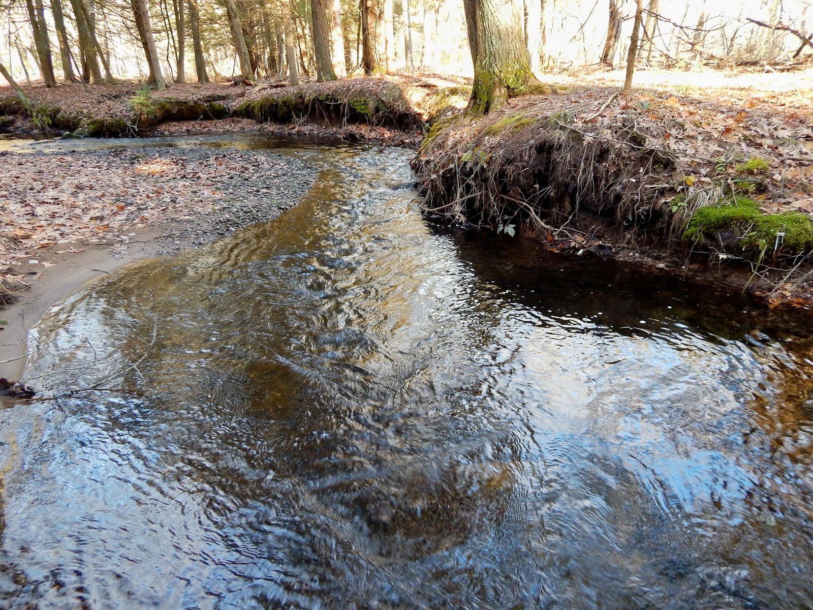 Small Stream Reflections: Connecticut's Wild Brown Trout
