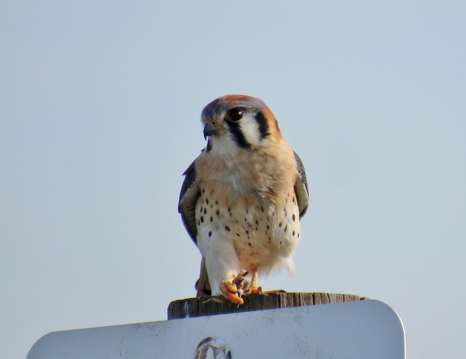 American Kestrel: A Pint-sized Predator
