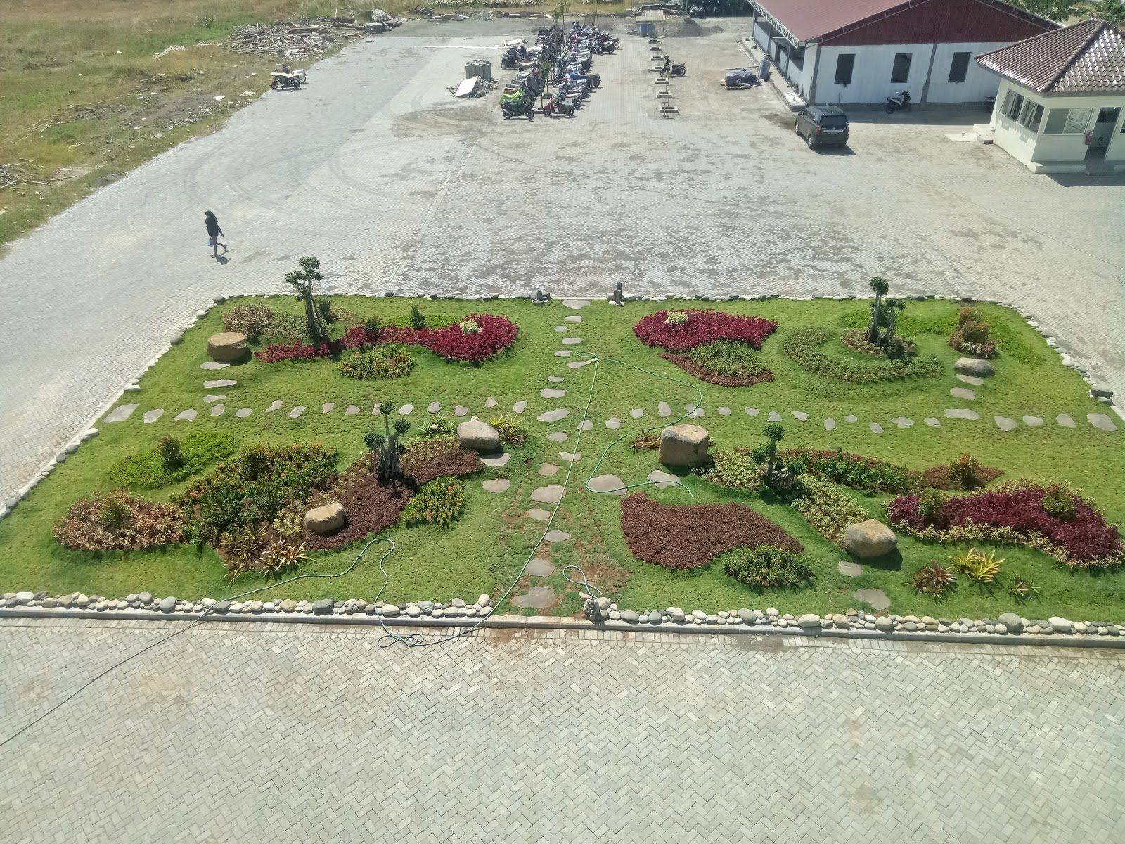 TANAMAN RUMPUT JEPANG, COCOK UNTUK DAERAH PANAS ~ SINOX NURSERY