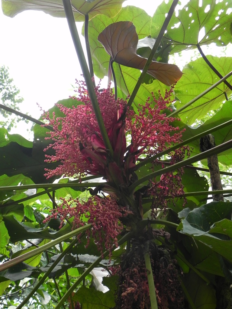 OUR PHILIPPINE TREES: Mega Foliage