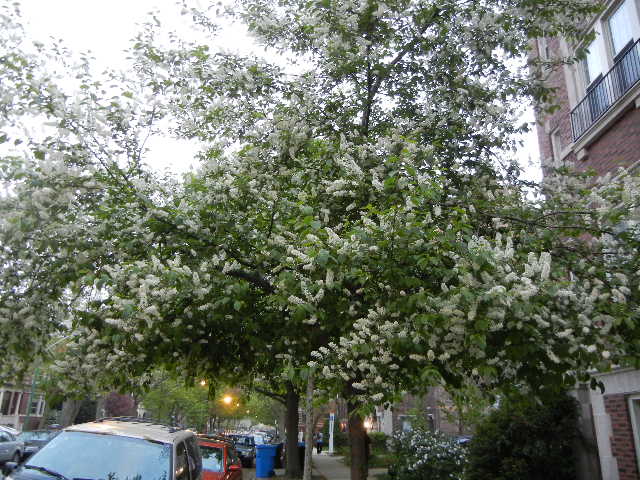 Chain-Link Trellis: That Scent on the Wind