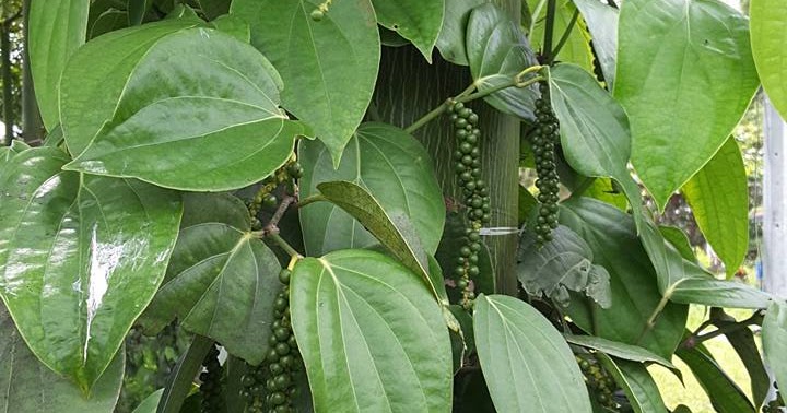 8P'S AGRI - A Philippine Black Pepper Company: Production of Quality ...