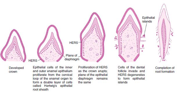 Understand Development of Tooth Stages With Diagrams and Charts