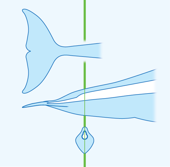 Pteroformer: Are We Shrink-Wrapping Ichthyosaur Tails?