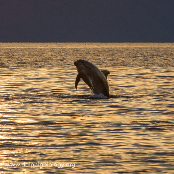 Dolphin Biology and Conservation: On a golden surface