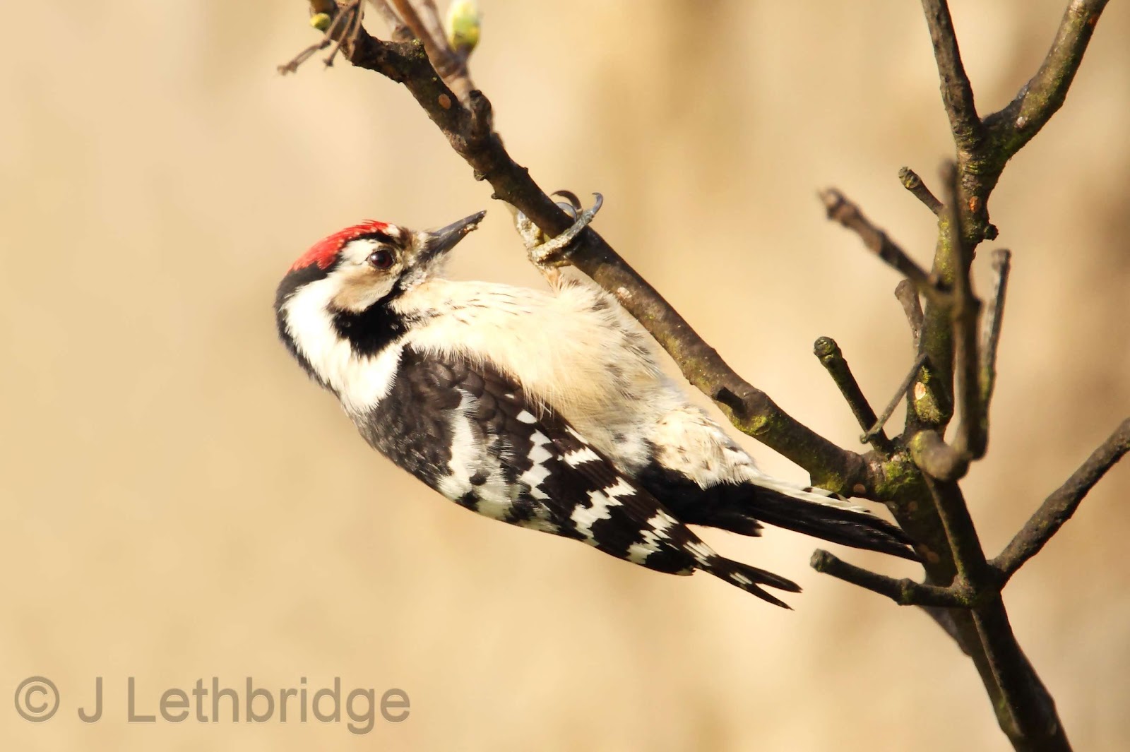 Wanstead Birder: Happiness is a Dendrocopos called minor