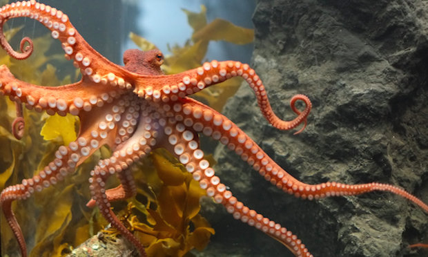 Debo9Ja.: 2015-08-16