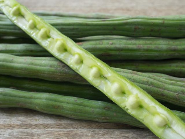 Interesting Things About Moringa Oleifera |MyRokan