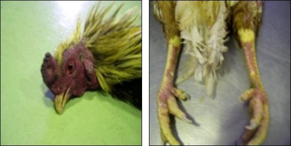 maqis_puteriharbour: Selsema burung (AVIAN INFLUENZA)