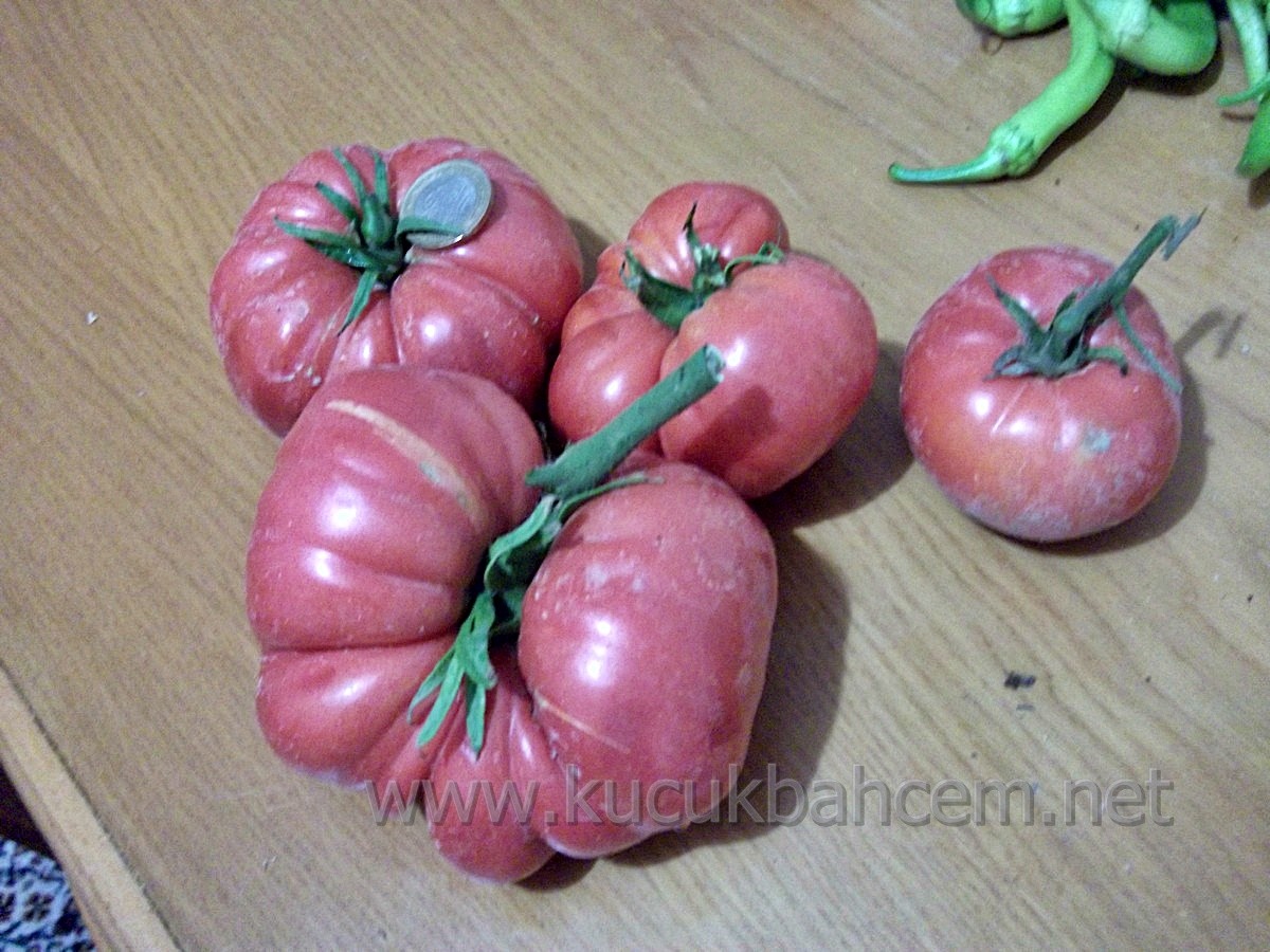 PDA: Pembe Domates Ağı Ortak Web-Günlüğü