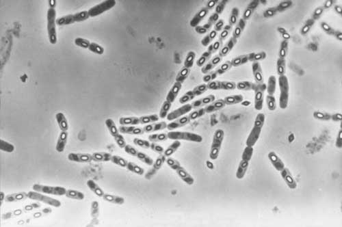 Agriculture: Manfaat Bacillus thuringiensis (BT)