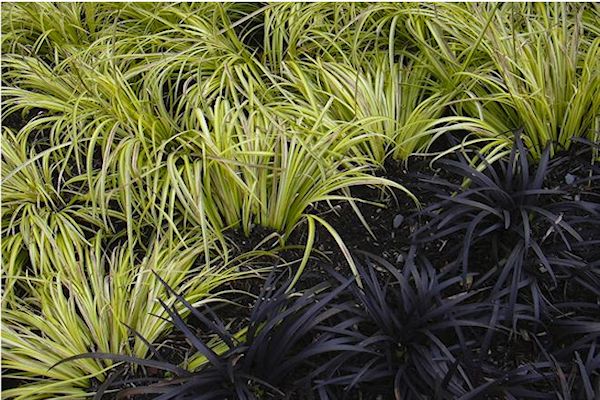 A GUIDE TO NORTHEASTERN GARDENING: This Month's Color in the Garden ...