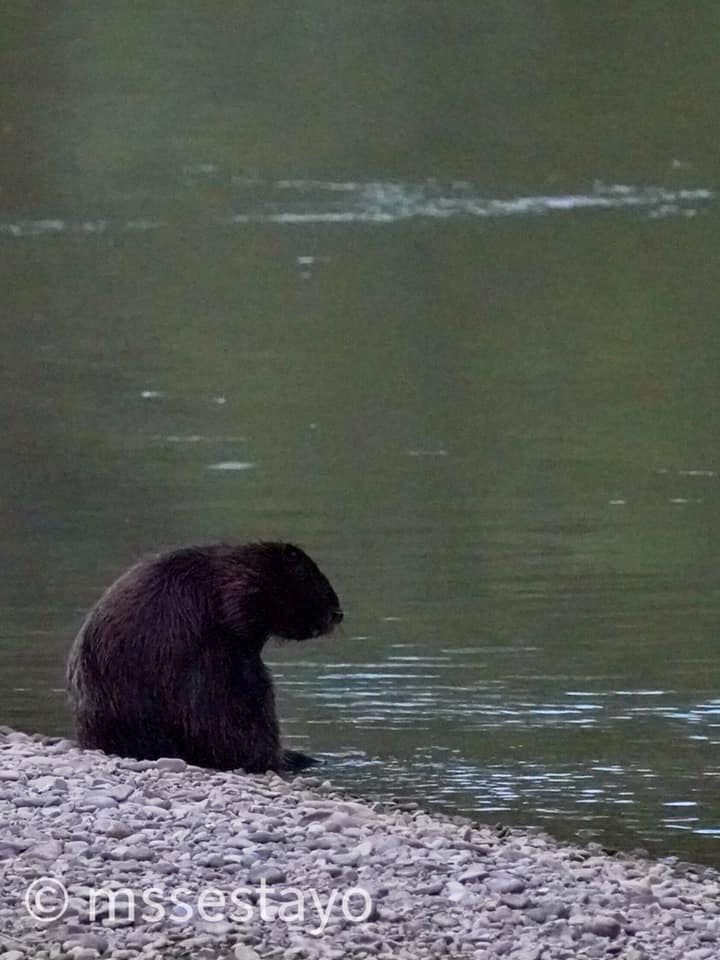 MILAGRO Natura: CASTOR