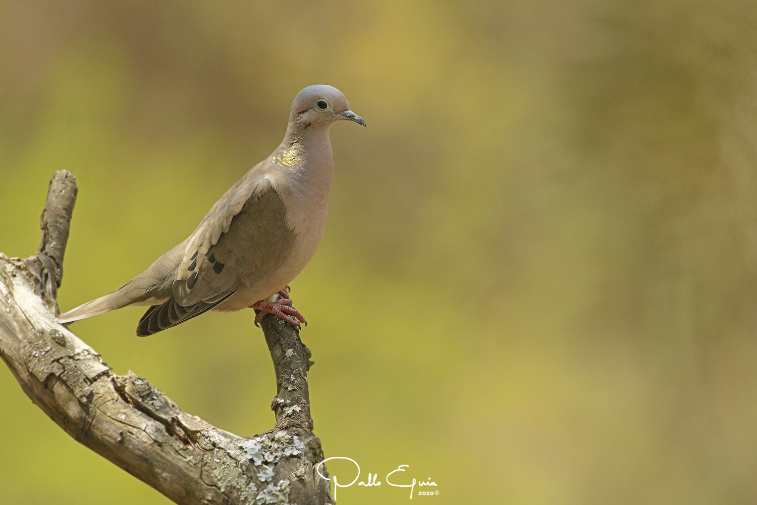 mis fotos de aves: Zenaida auriculata Torcaza Común Eared Dove
