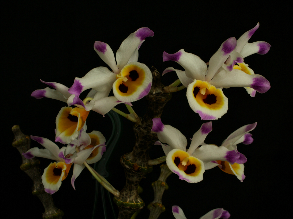 Dendrobium pendulum care and culture | Travaldo's blog