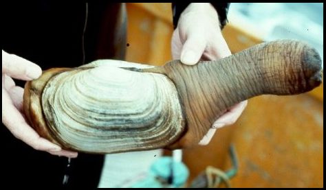 EBL: Geoducks: The biggest clam of all...