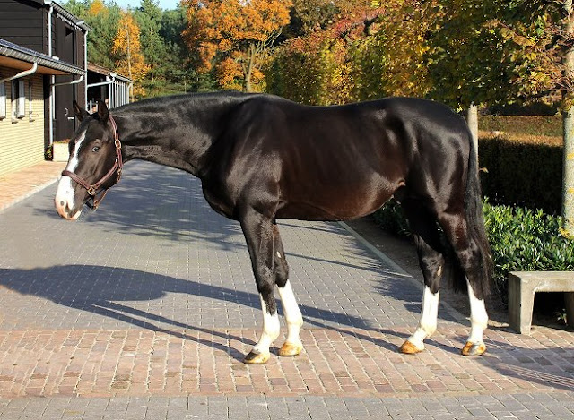 Cavalos Exóticos / Exotic Horses: Irish Hunter / Irish Sport Horse