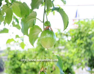 Sweet Memories Of ZuiYanHong: Malacca Jasin Selandar Farm