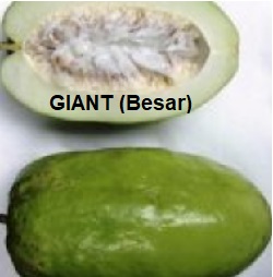 Anim Agro Technology: MARKISA - KENALI JENISNYA