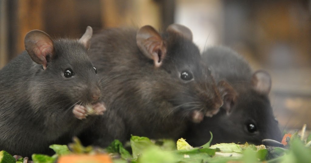 British Wildlife Centre ~ Keeper's Blog: Black Rats