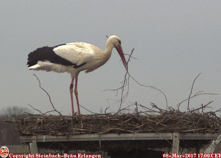 Wildlife Webcams: White Storks in Germany