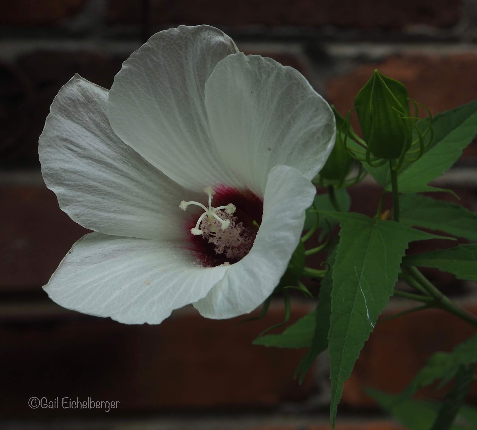 clay and limestone: Wildflower Wednesday: Hibiscus laevis
